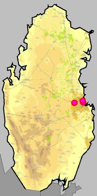 Agave americana - Flora of Qatar