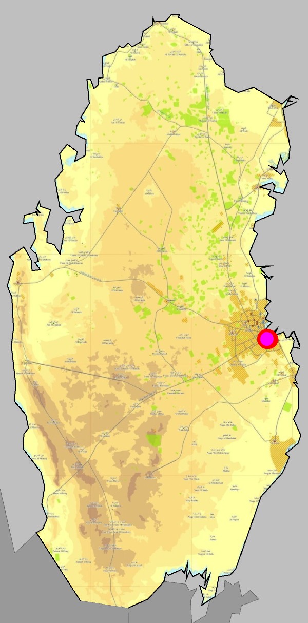 Ficus johannis - Flora of Qatar