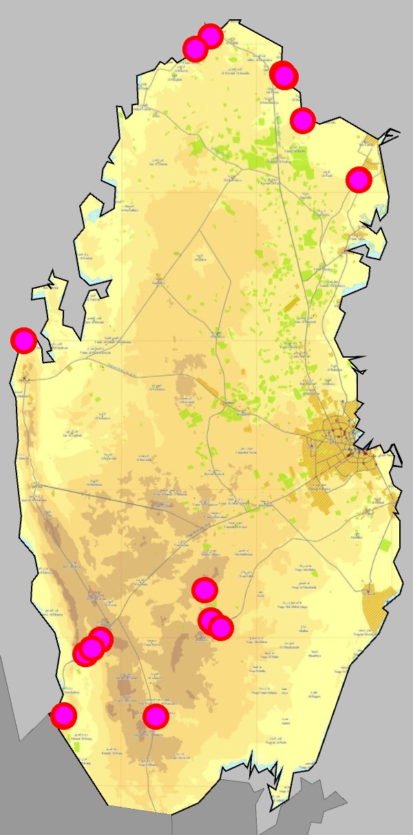 Launaea mucronata - Flora of Qatar